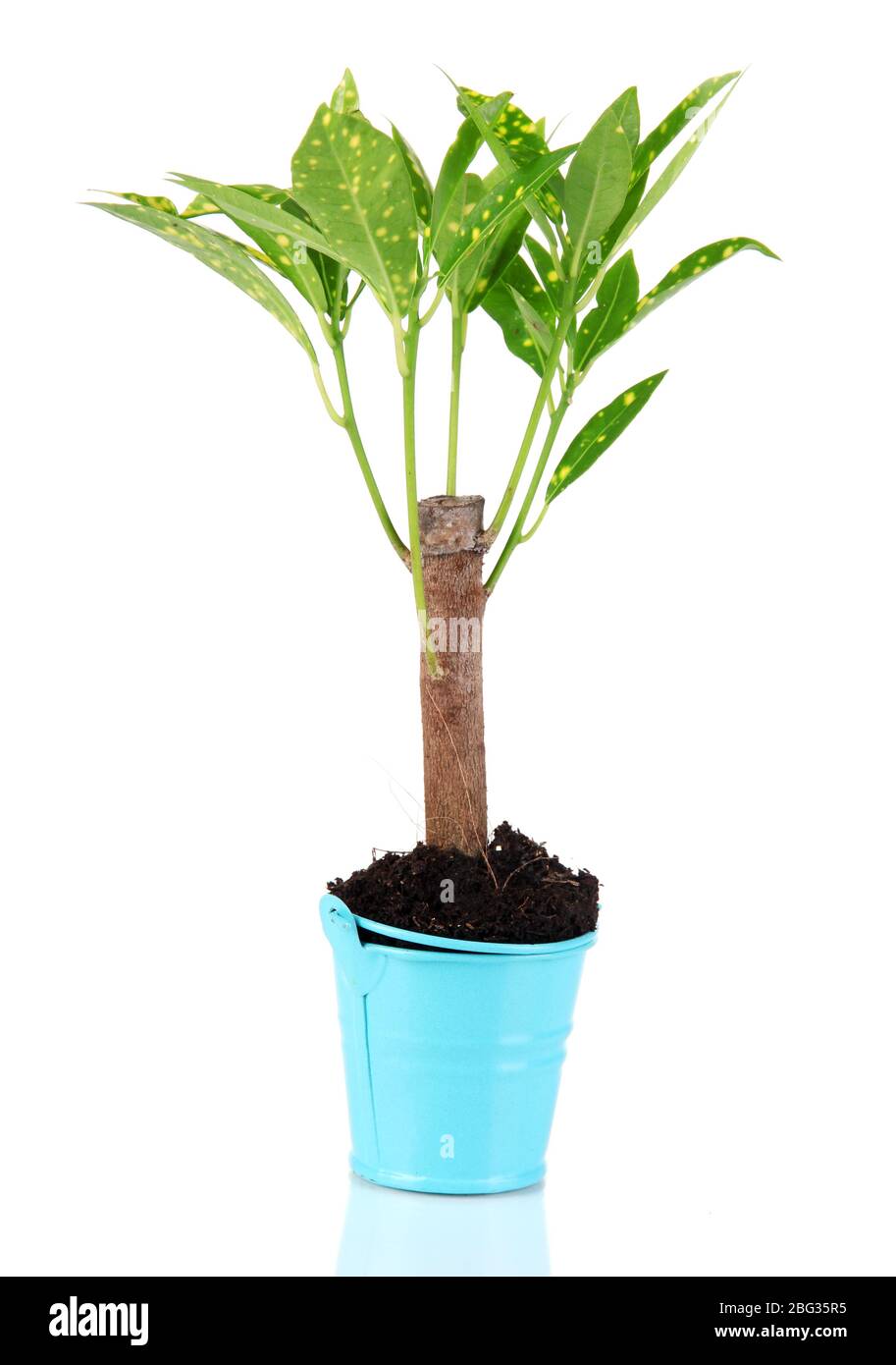 Small tree in bucket isolated on white Stock Photo - Alamy