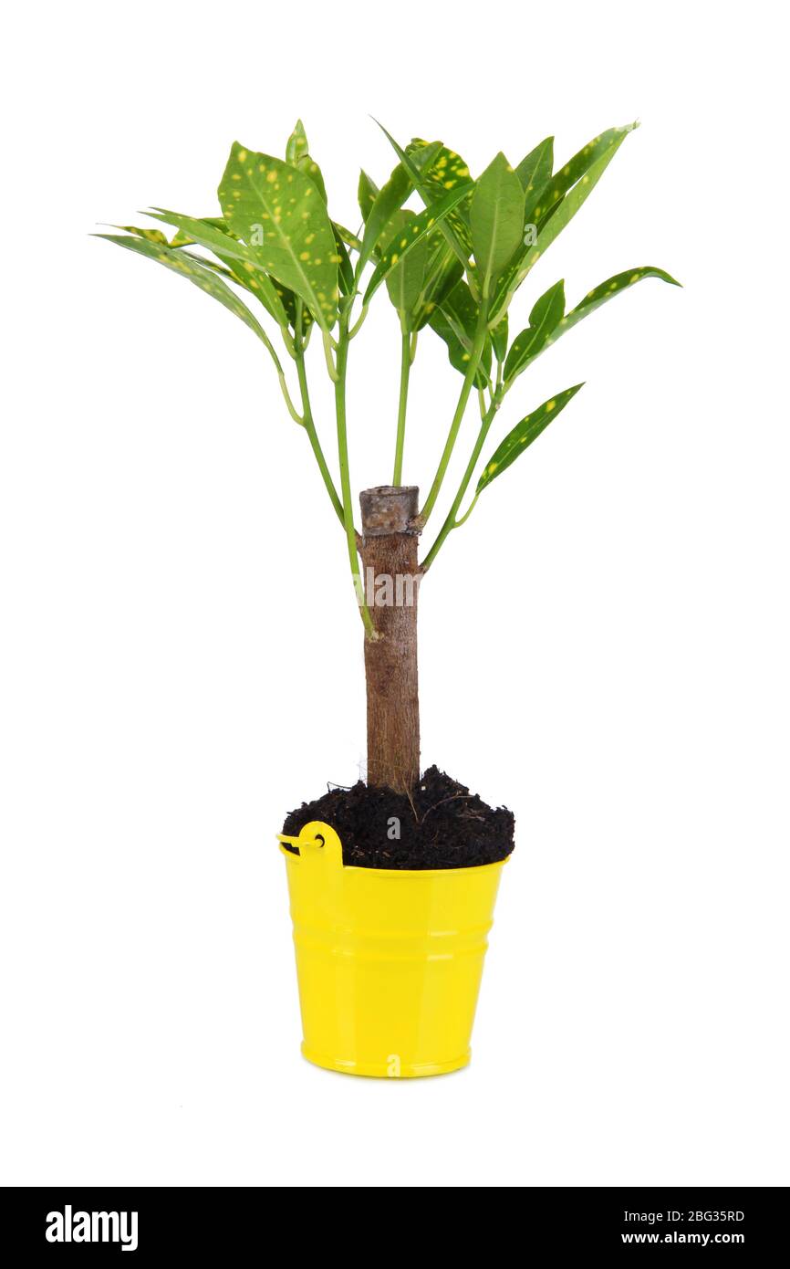 Small tree in bucket isolated on white Stock Photo - Alamy