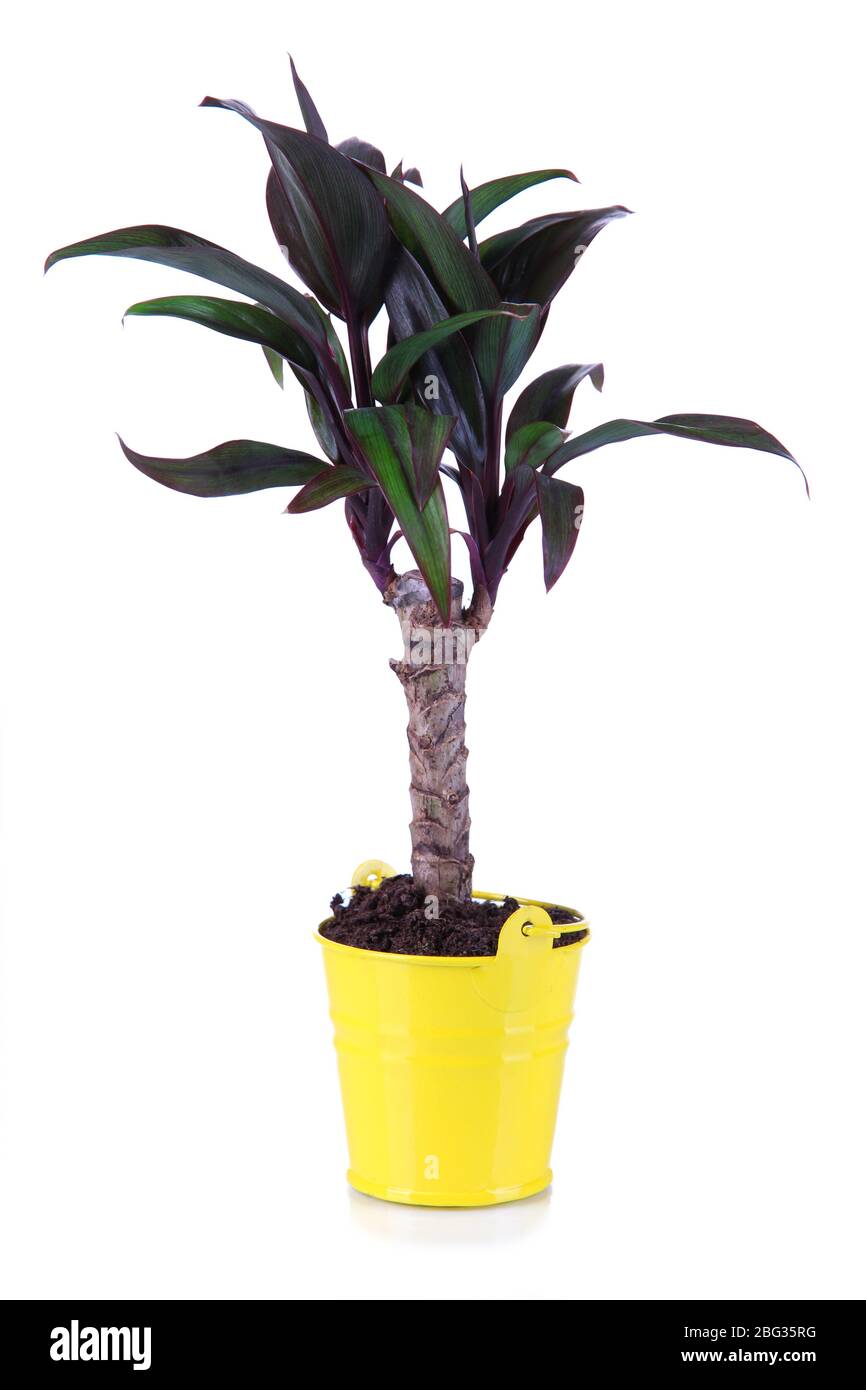Small tree in bucket isolated on white Stock Photo - Alamy