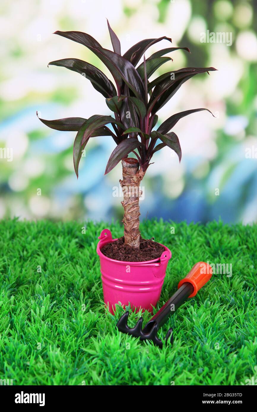 Small tree in bucket on grass on natural background Stock Photo - Alamy