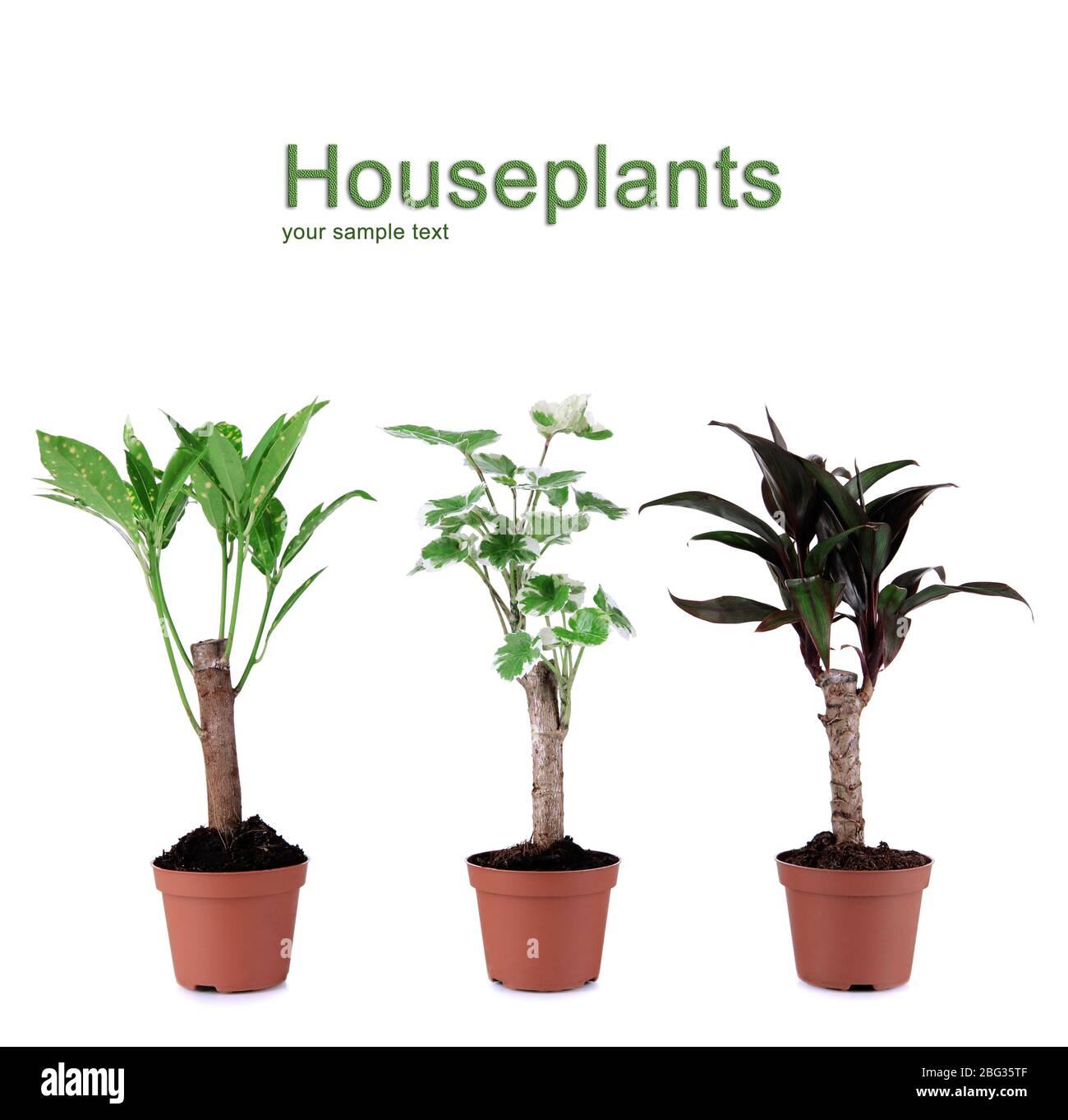 Small trees in pots hi-res stock photography and images - Alamy