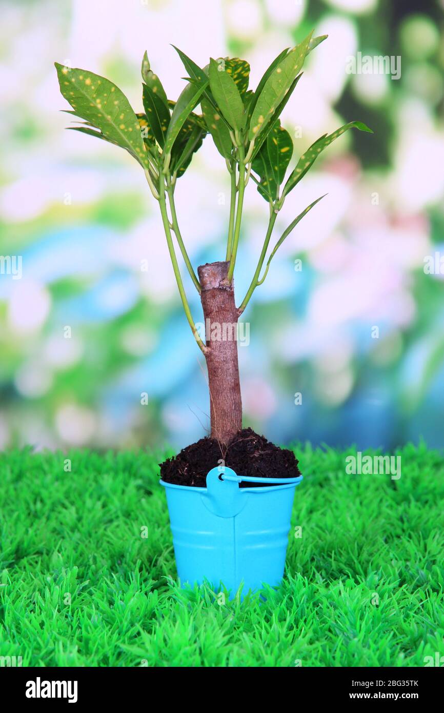 Small tree in bucket on grass on natural background Stock Photo - Alamy