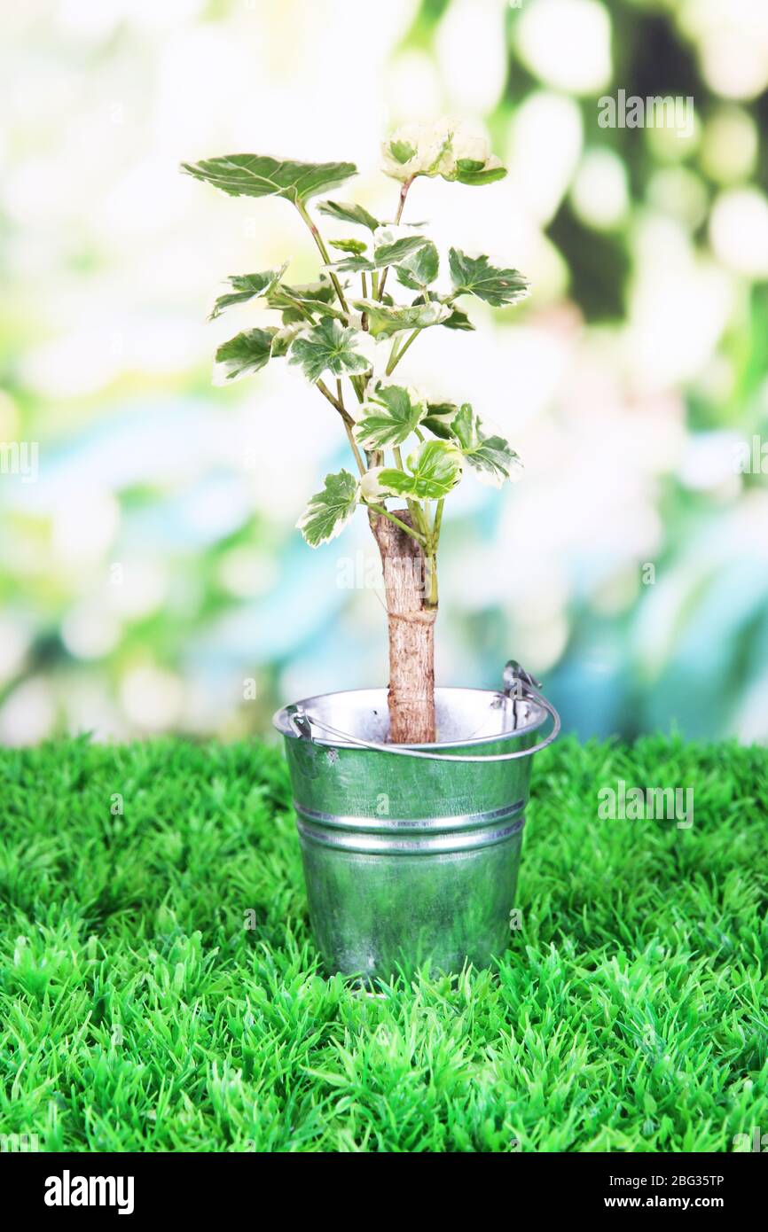 Small tree in bucket on grass on natural background Stock Photo - Alamy