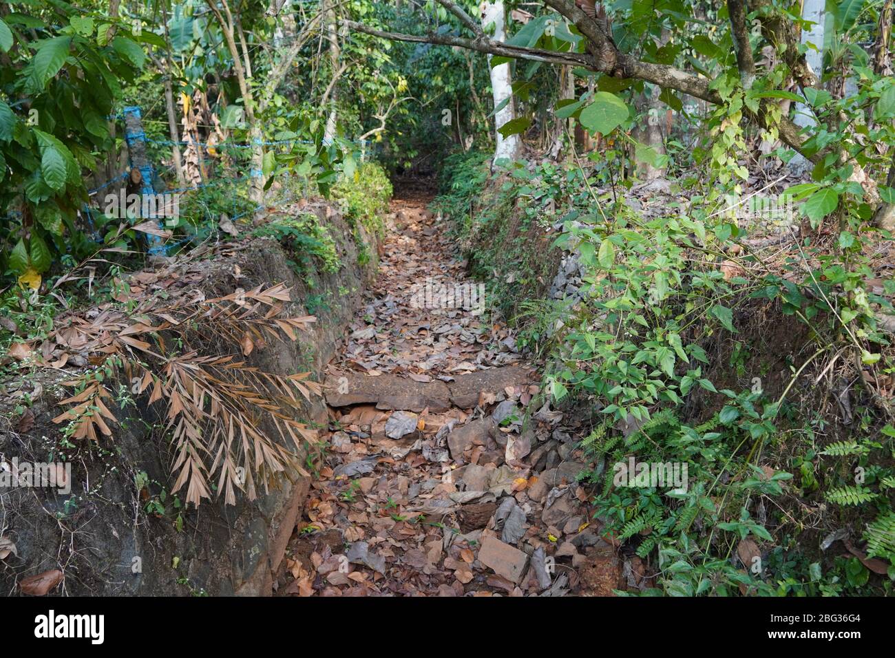 Dry River or stream Path with Roots, plants and dry leaves in a forest ...