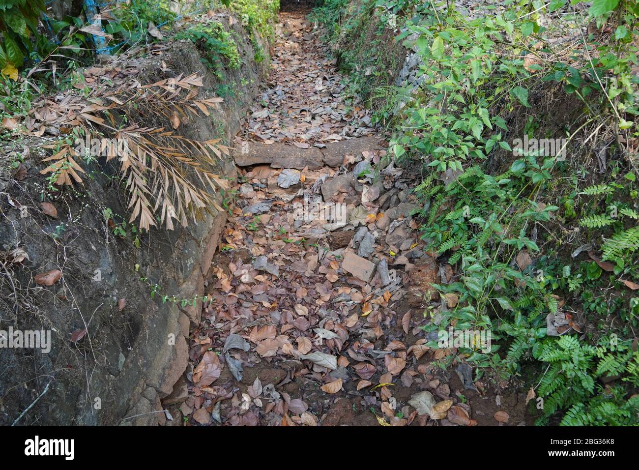 Dry River or stream Path with Roots, plants and dry leaves in a forest ...