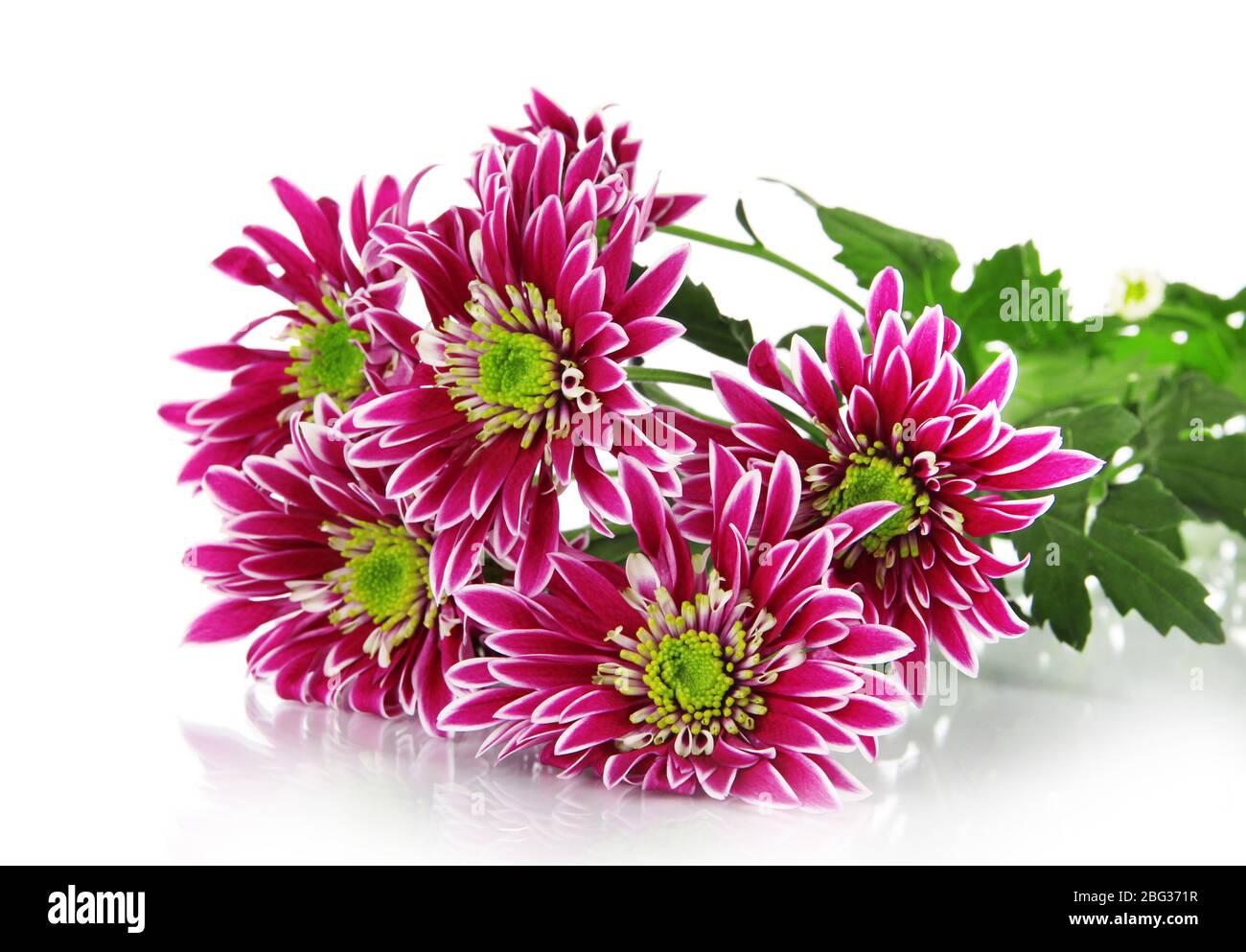 Bouquet of beautiful chrysanthemums isolated on white Stock Photo - Alamy