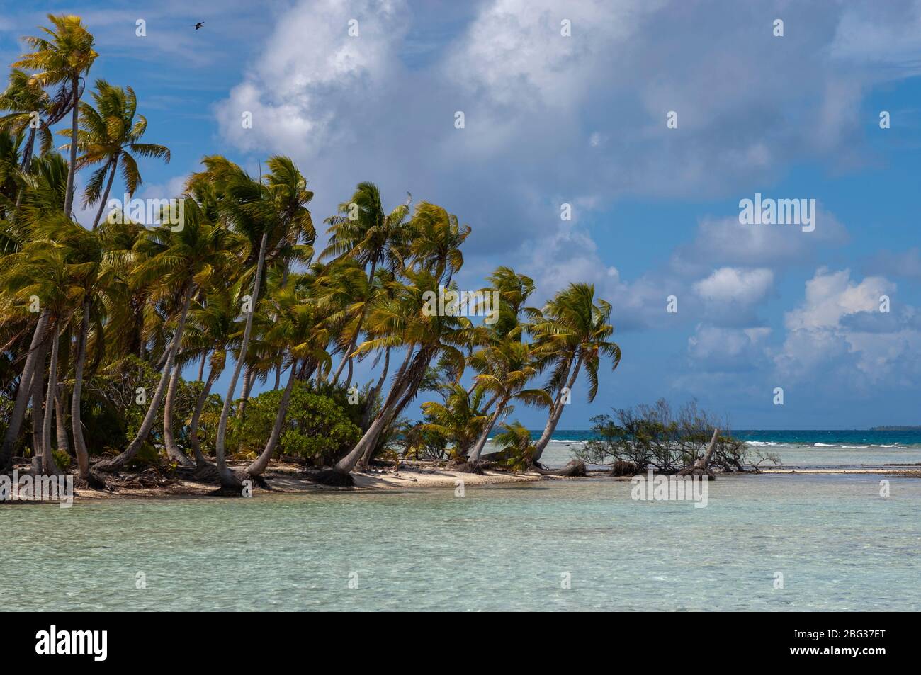 Blue Lagoon, Rangiroa, Tuamotu Archipelago, French Polynesia Stock ...