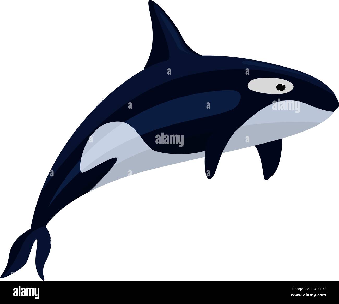 Killer whale, illustration, vector on white background Stock Vector ...