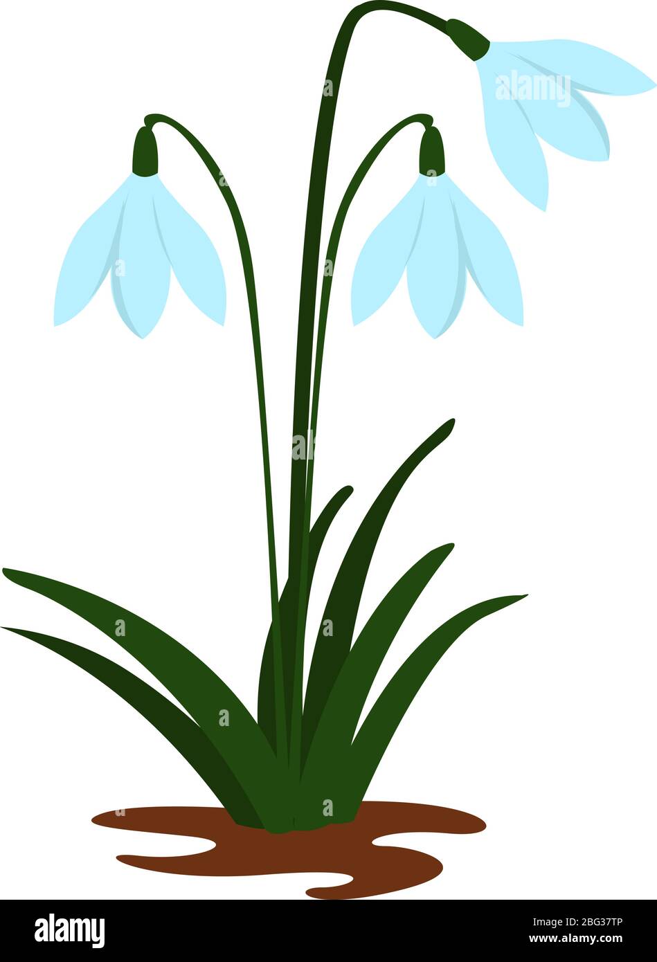 Snowdrop vector vectors Cut Out Stock Images & Pictures - Alamy