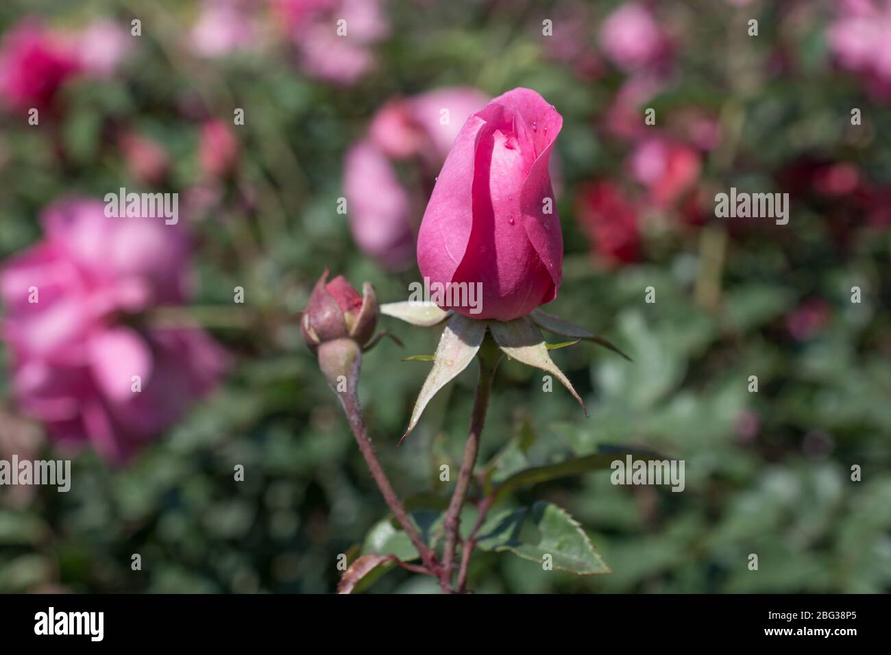 Beautiful rose in nature background Stock Photo - Alamy