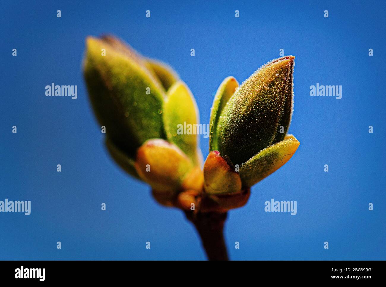 Beauty buds garden hi-res stock photography and images - Alamy