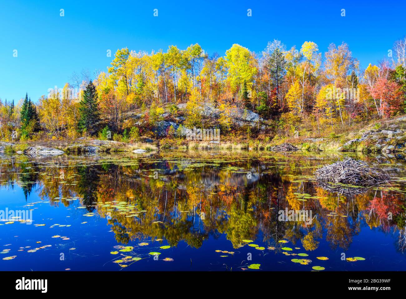 Ponds and wetlands hi-res stock photography and images - Alamy