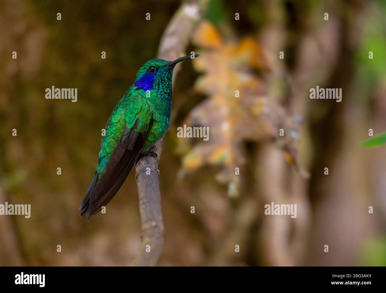 Green costa rica colibri hi-res stock photography and images - Alamy