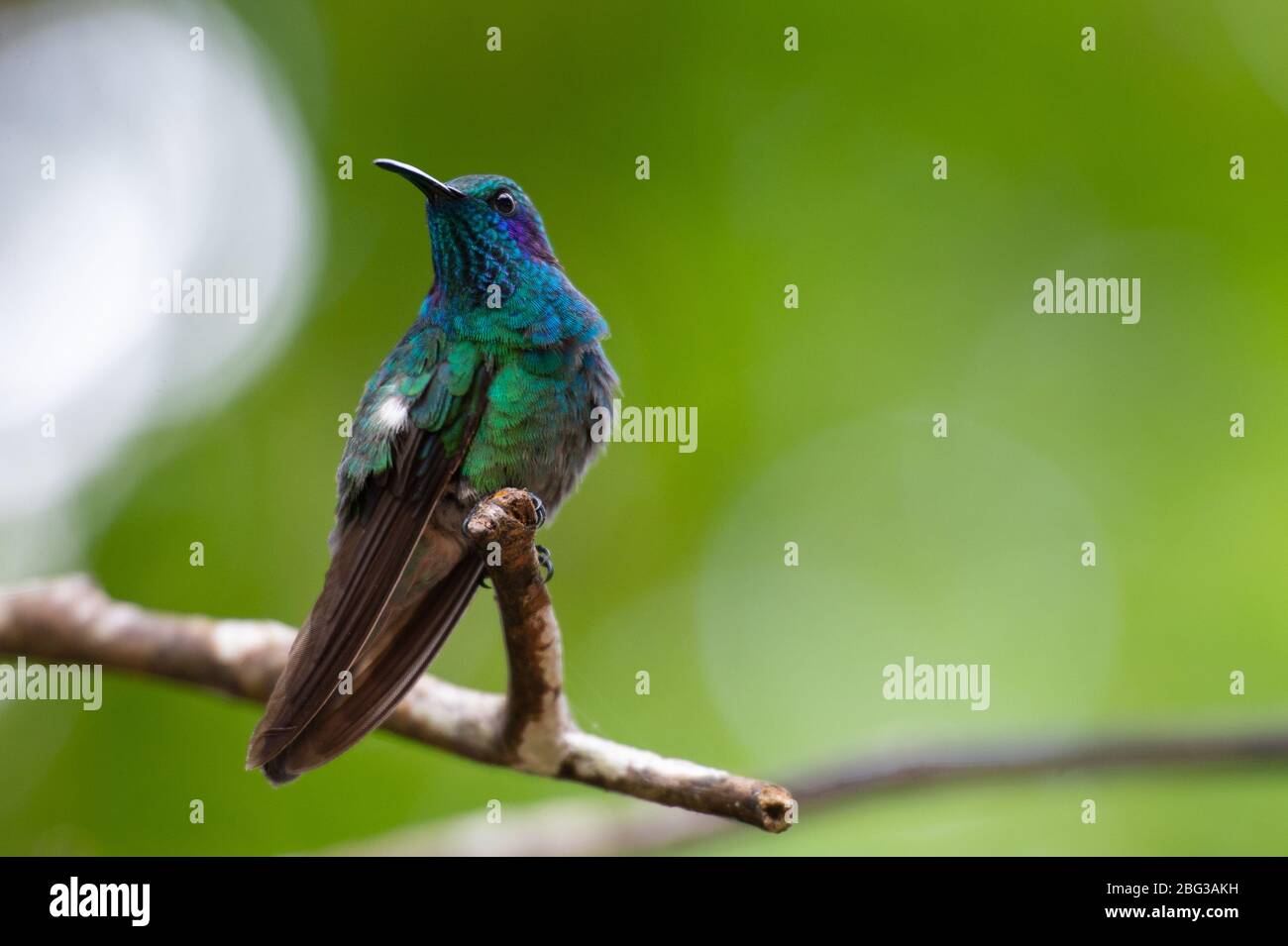 Green Violet-ear, Colibri thalassinus, Trochilidae, Monteverde Cloud ...