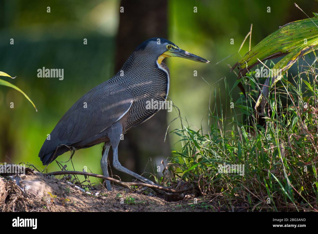 Bare-throated Tiger-heron, Tigrisoma mexicanum, Ardeidae, Sierpe River ...