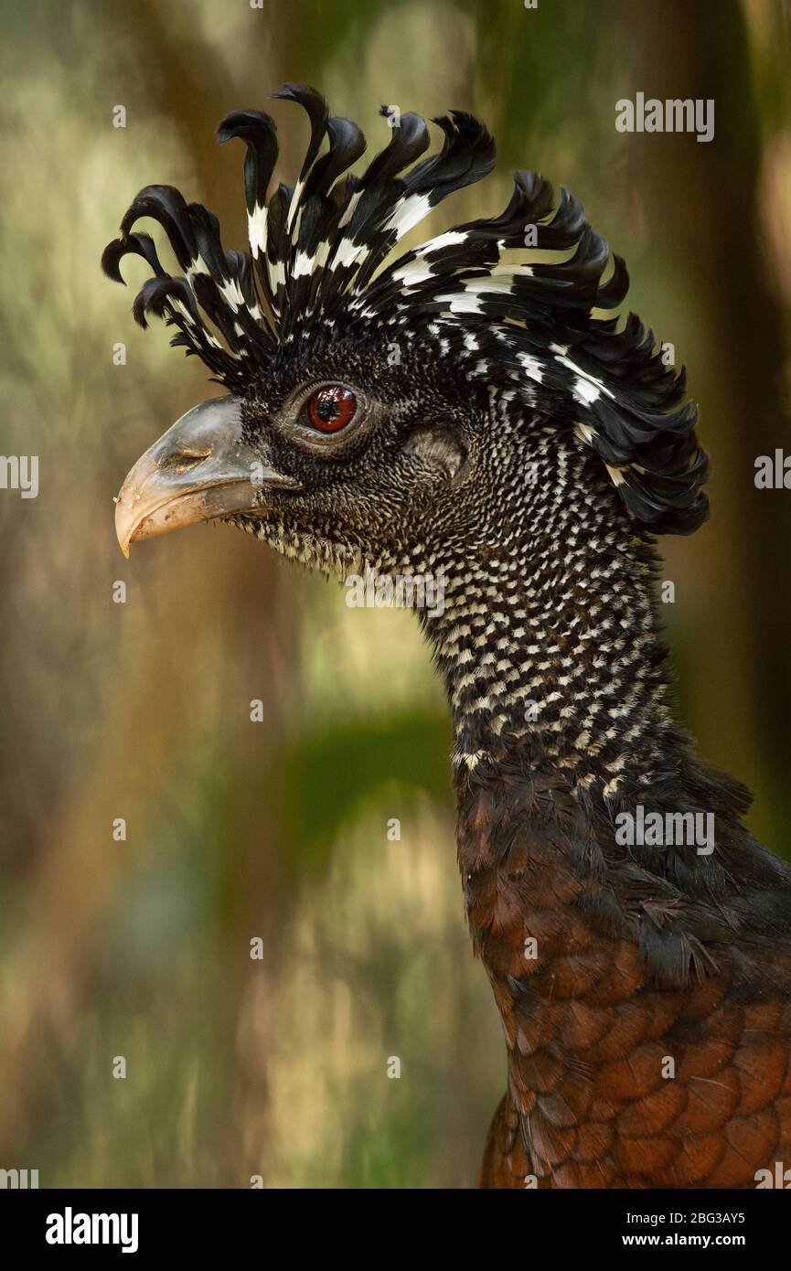 Female of Great Curassow, Crax rubra, , Costa Rica, Centroamerica Stock ...