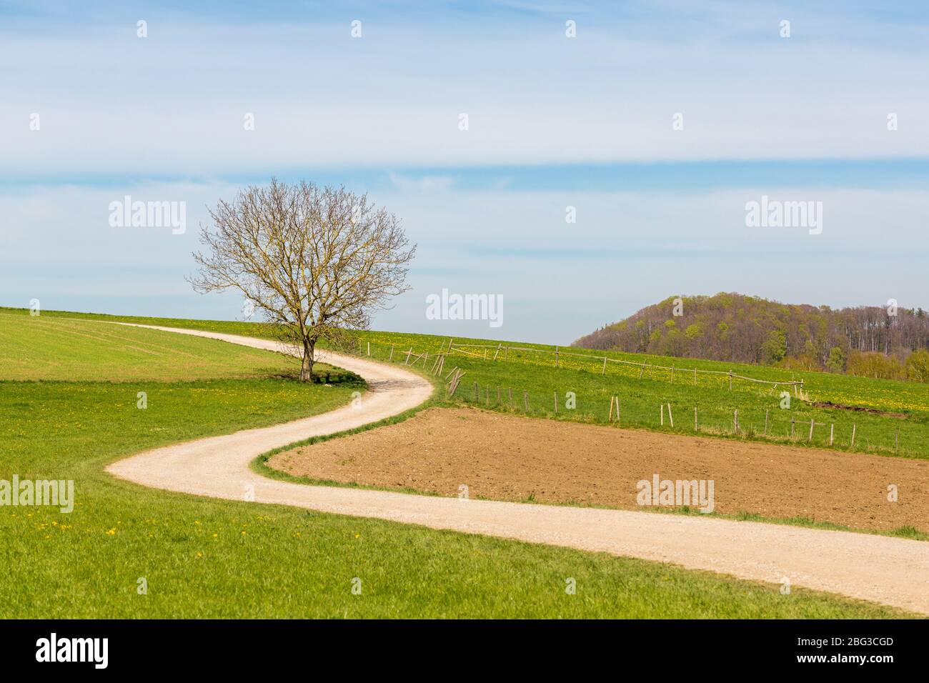Tree contrast hi-res stock photography and images - Alamy