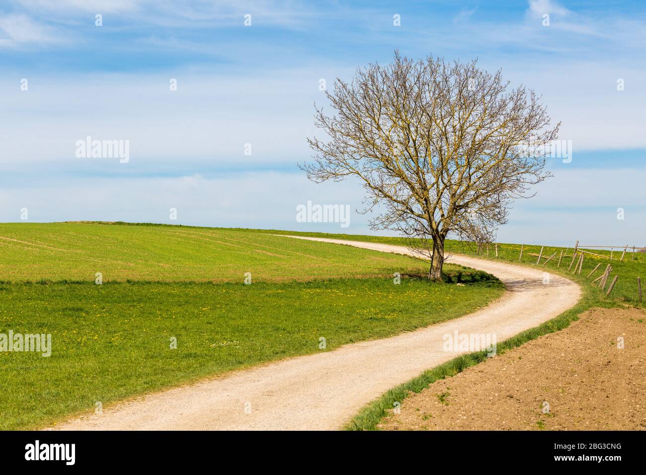 Path winding around a lonely tree & leading into the distance. Concept ...