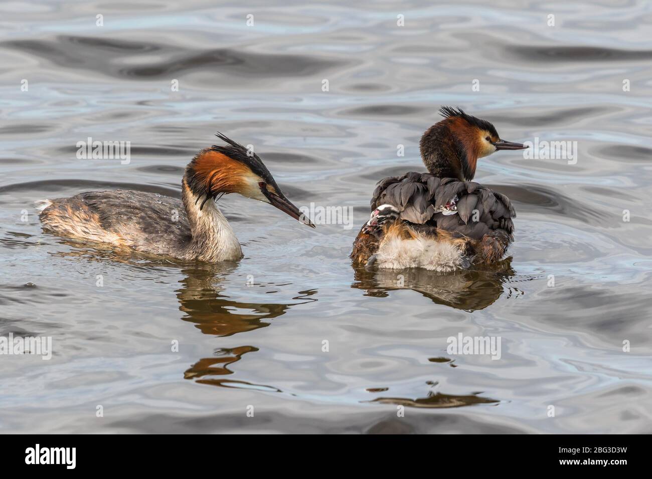 Crested Grebe with a newborn chick on its back Stock Photo - Alamy
