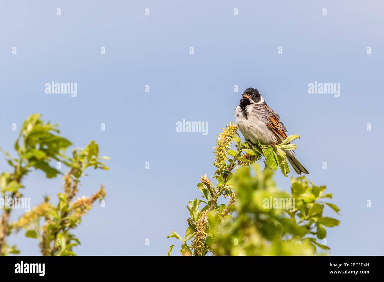 Reed catkins hi-res stock photography and images - Alamy