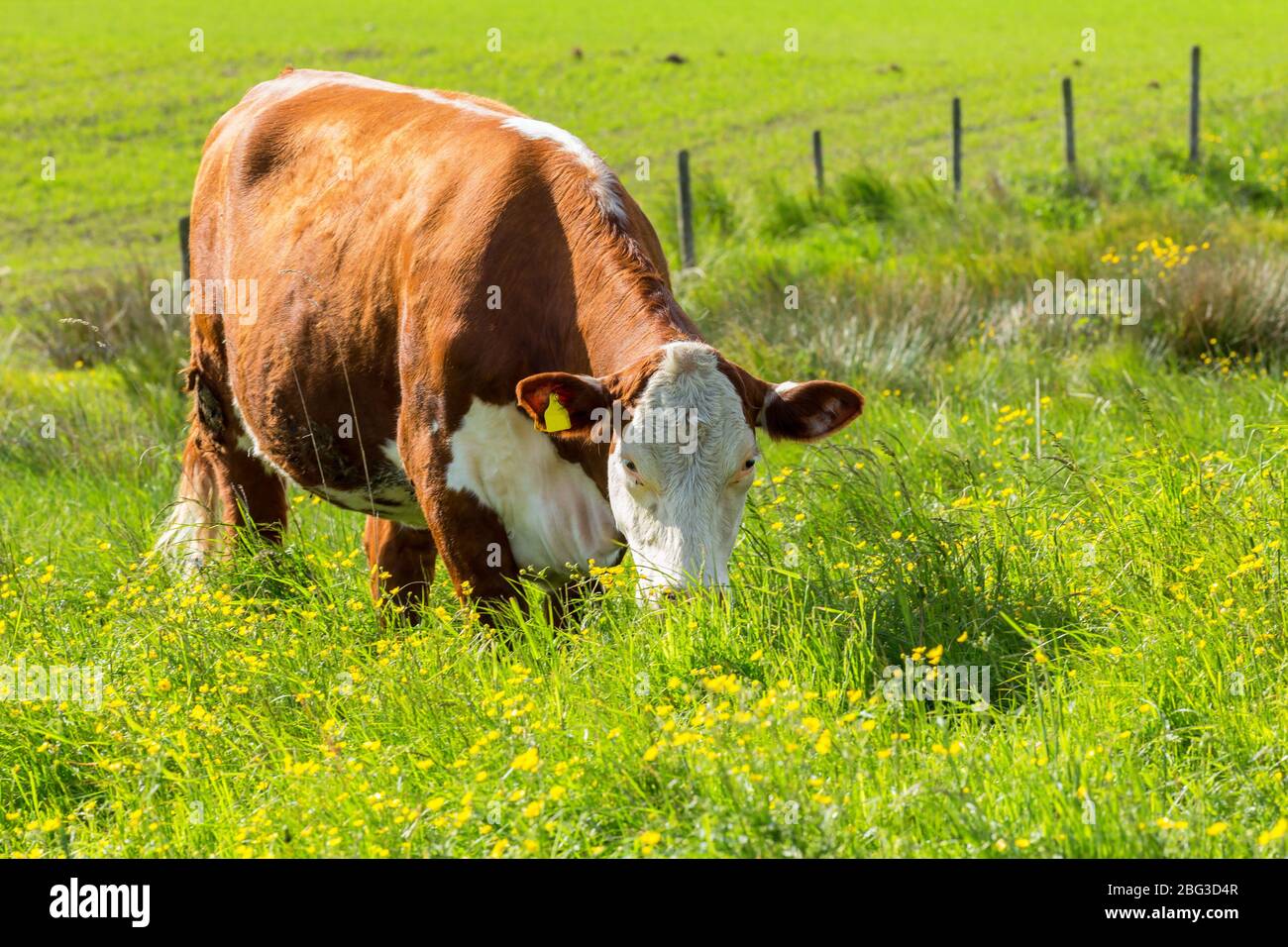 Cow eat flowers hi-res stock photography and images - Alamy