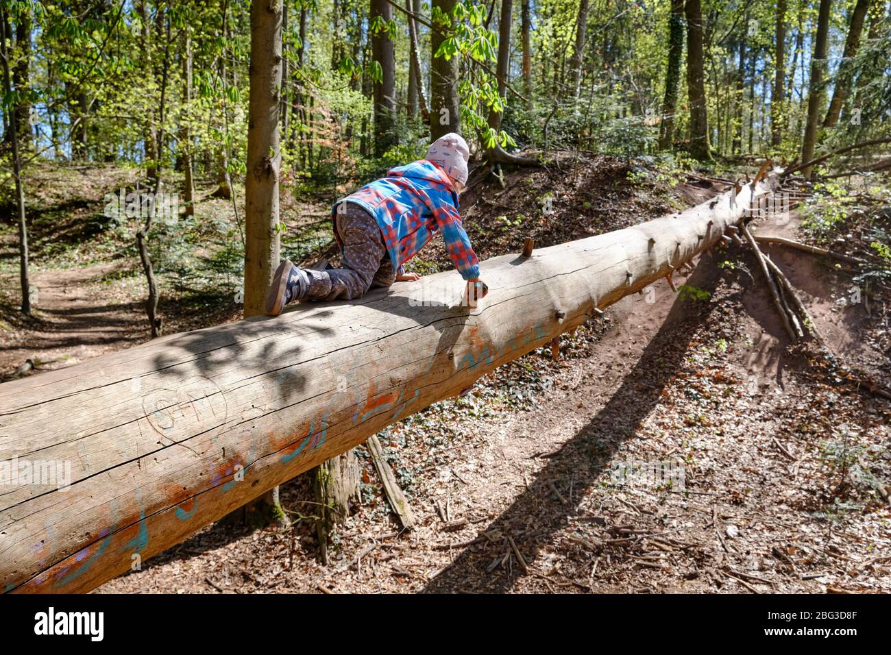 Rear view of 4 year old caucasian child girl crawling over the tree ...