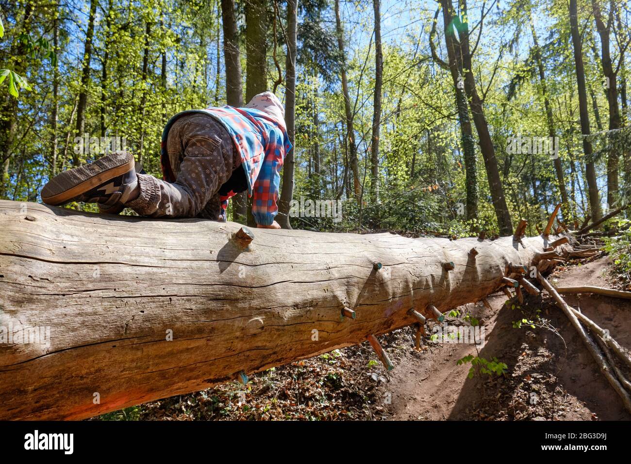Rear view of 4 year old caucasian child girl crawling over the tree ...