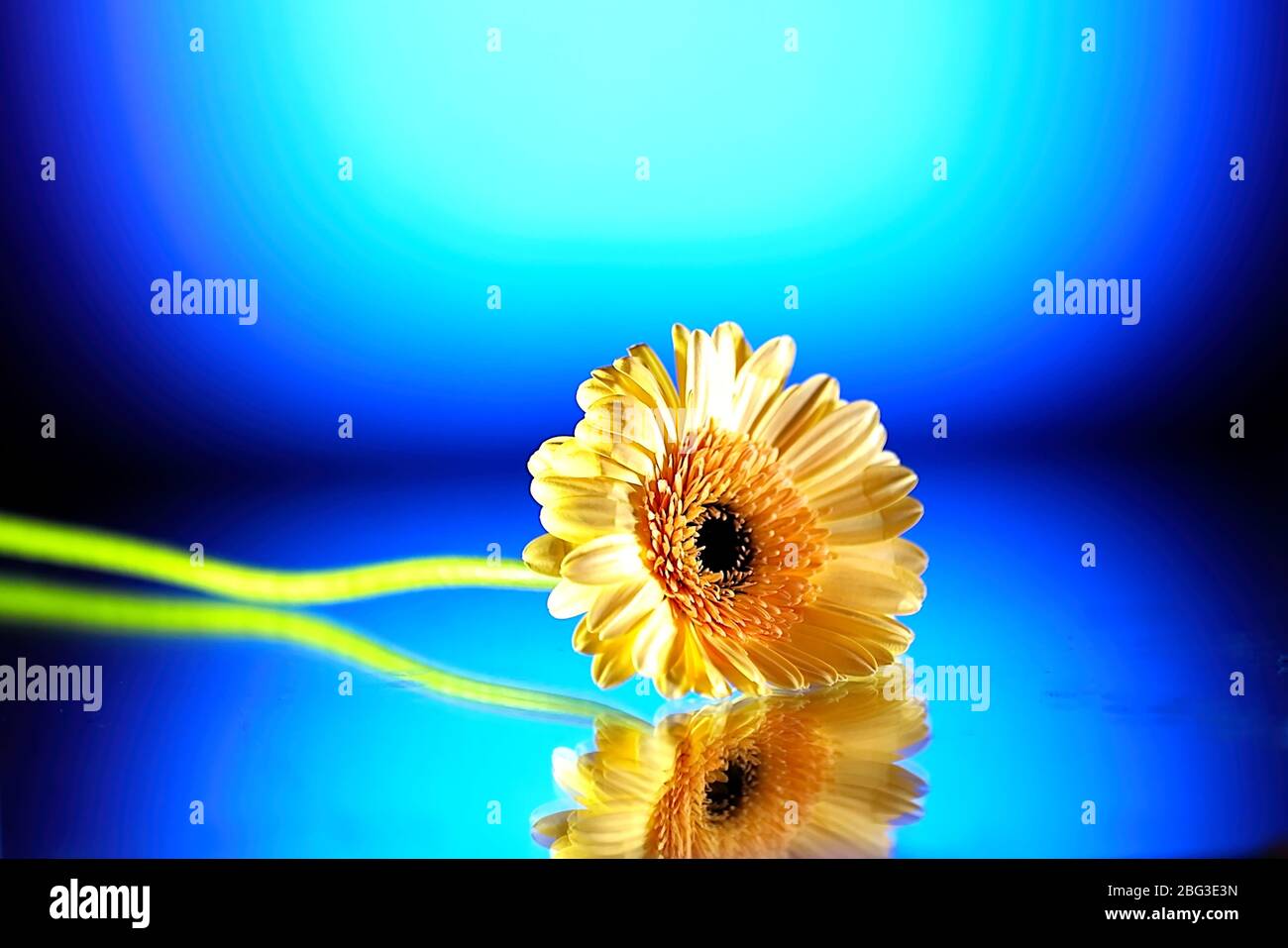 Beautiful flowers shot in vivid color with bright amazing colors for ...