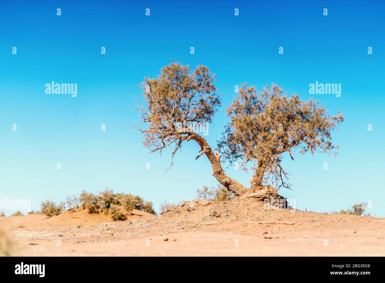 Persistent old, dwarf acacia tree on Sahara Desert in Morocco, Africa ...