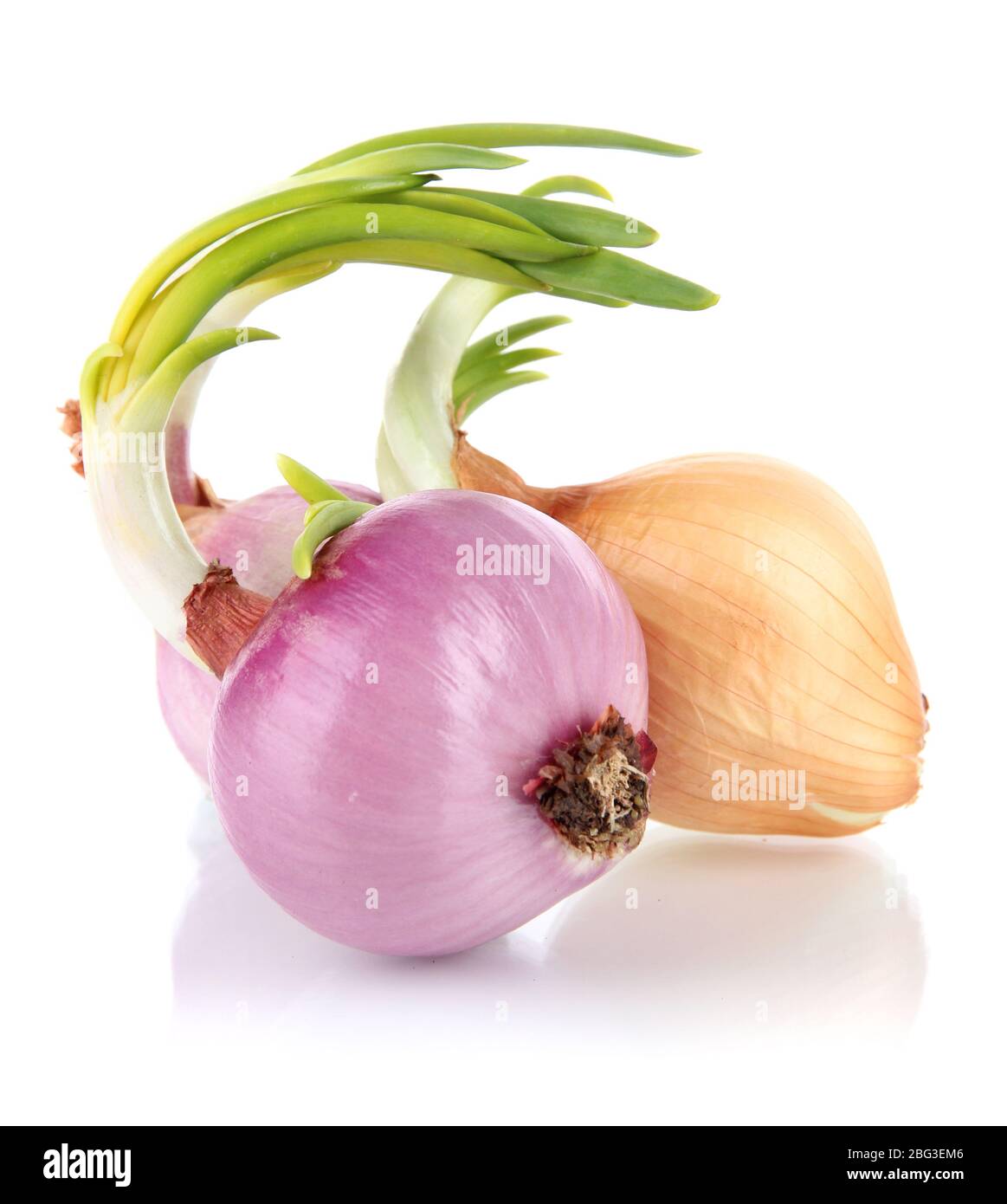 Two sprouting onions hi-res stock photography and images - Alamy