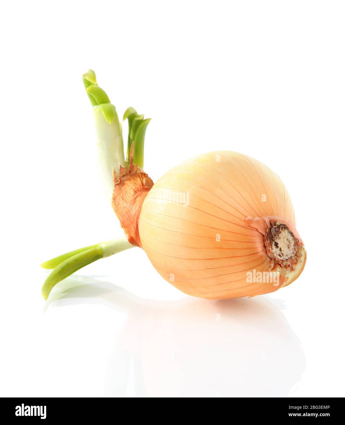 Onion seedling plant Cut Out Stock Images & Pictures - Alamy