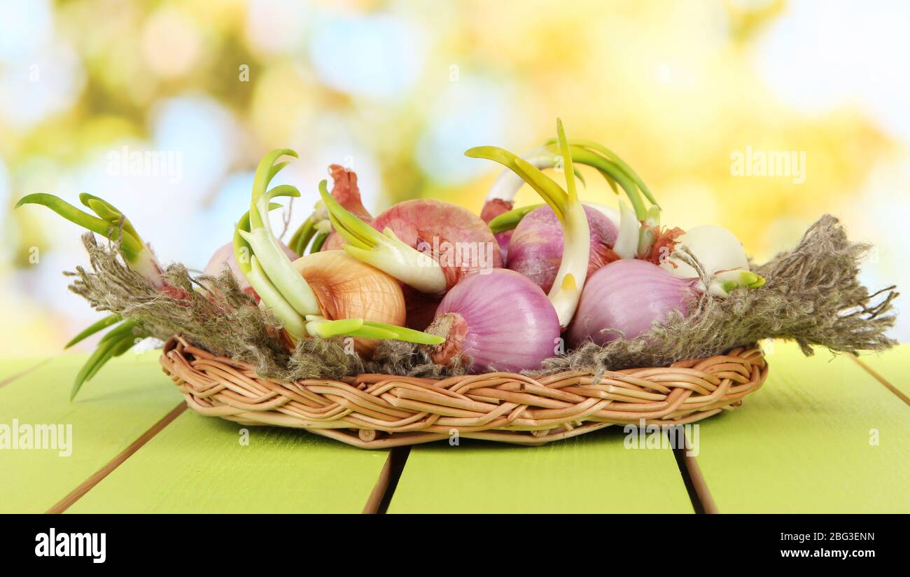 Sprouting onions in basket on nature background Stock Photo - Alamy