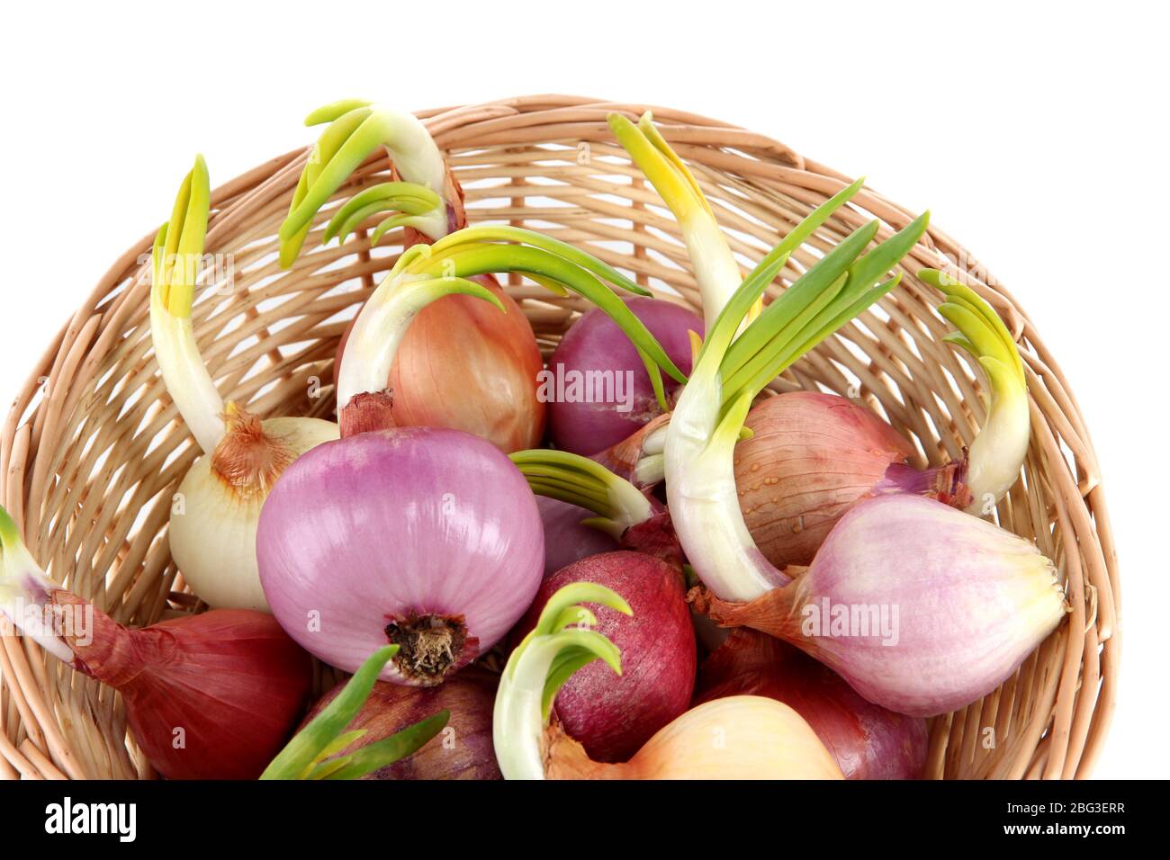 Sprouting onions in basket close-up Stock Photo - Alamy