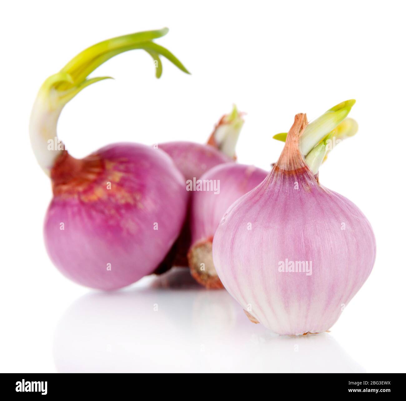 Sprouting Onions High Resolution Stock Photography and Images - Alamy