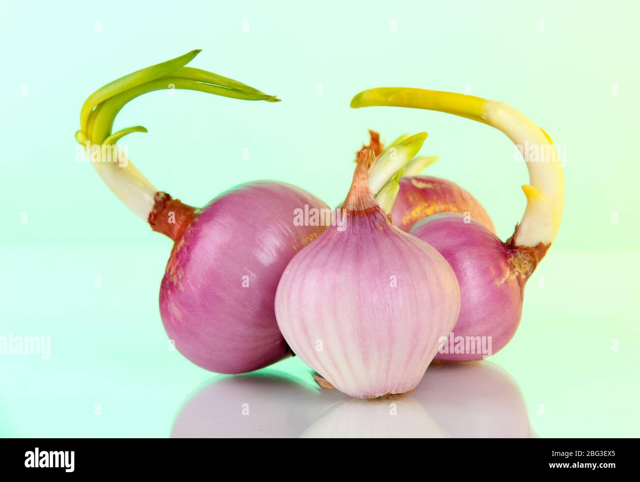 Onion sprouting on old hi-res stock photography and images - Alamy