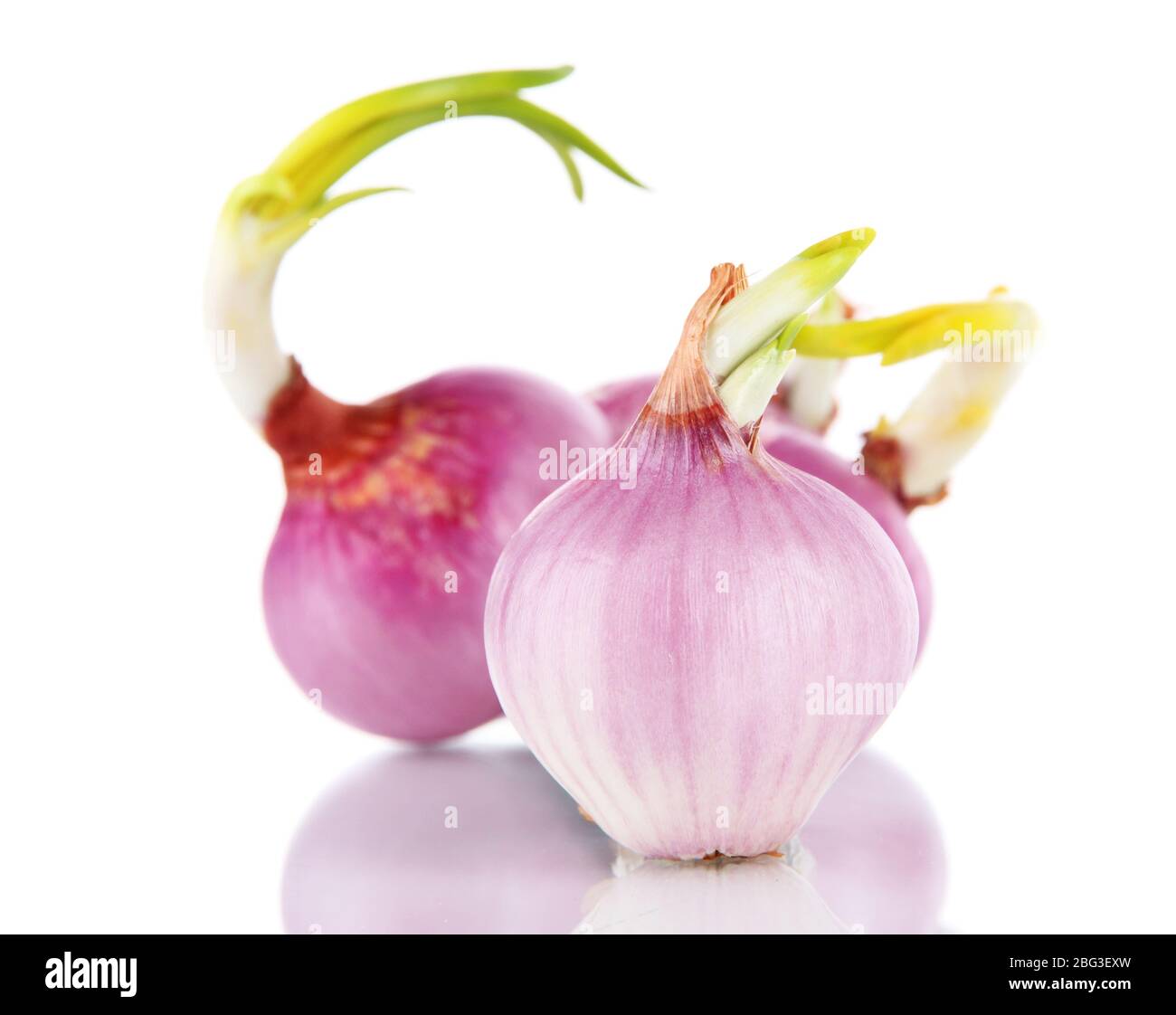 Onion sprouting on old hi-res stock photography and images - Alamy