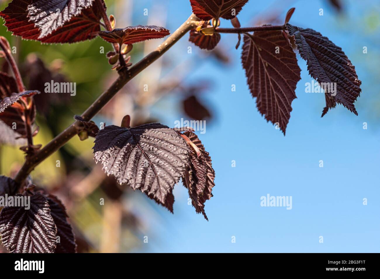 Corylus Maxima Purpurea, Corylus maxima Purple Filbert, purple-leaved ...