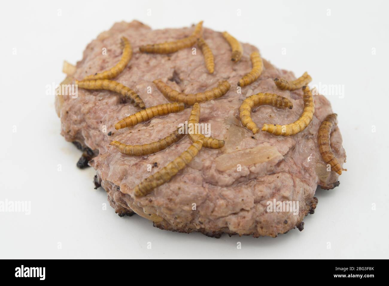 Burger with endible worm in white background Stock Photo - Alamy