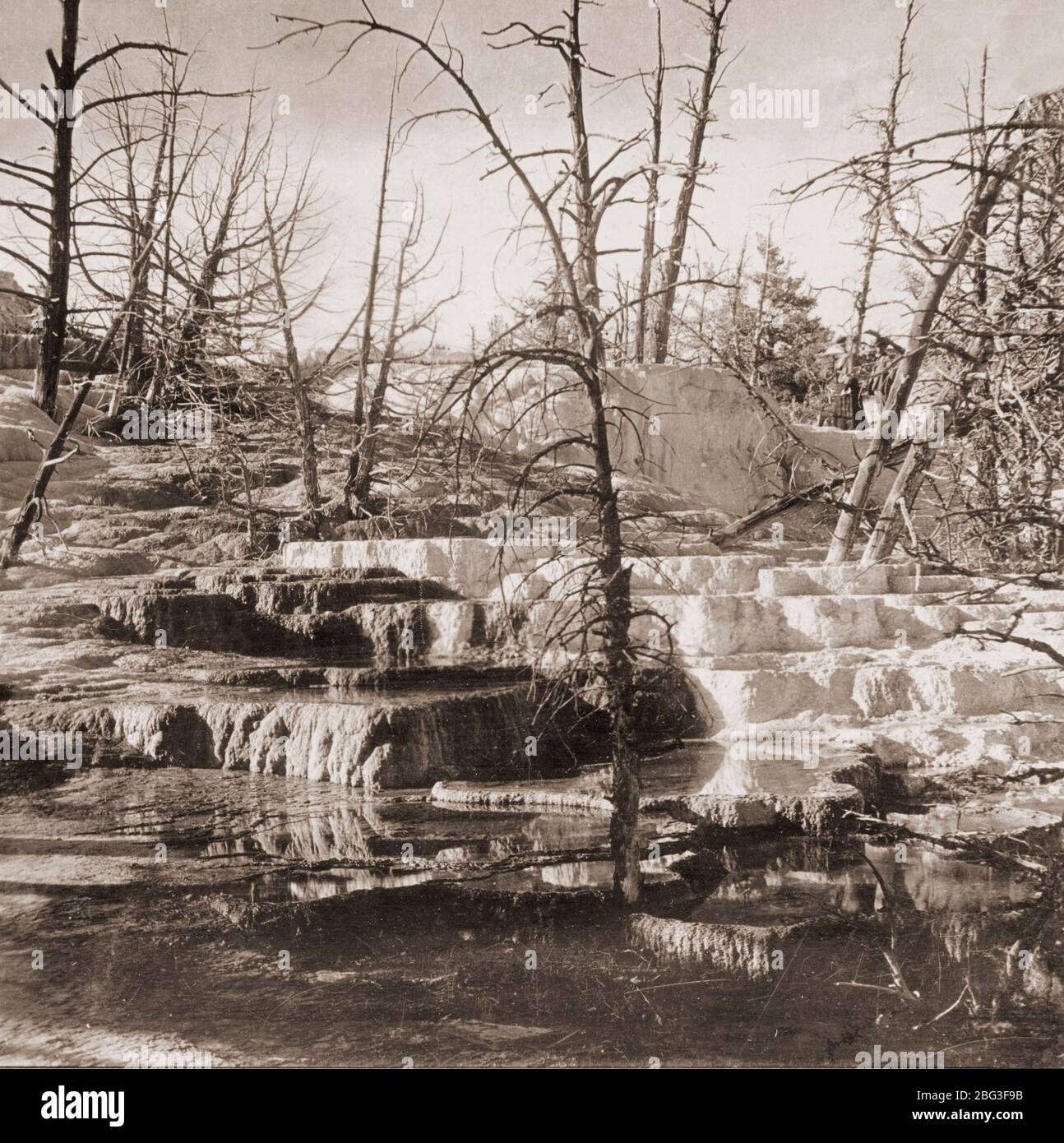 Angel Terrace, travertine at Mammoth Hot Springs, Yellowstone National ...