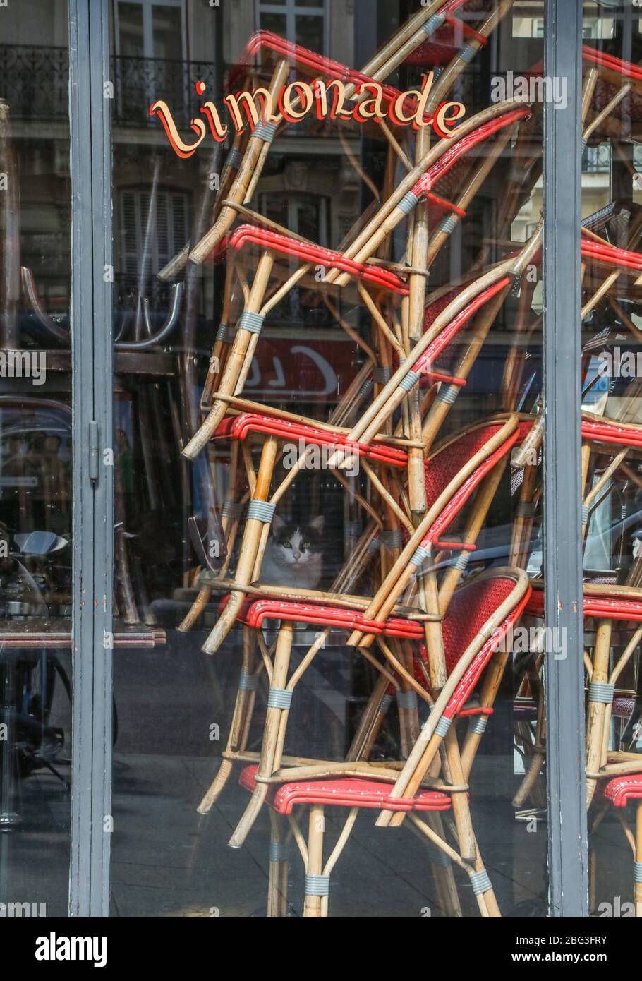 Confined cat hi-res stock photography and images - Alamy