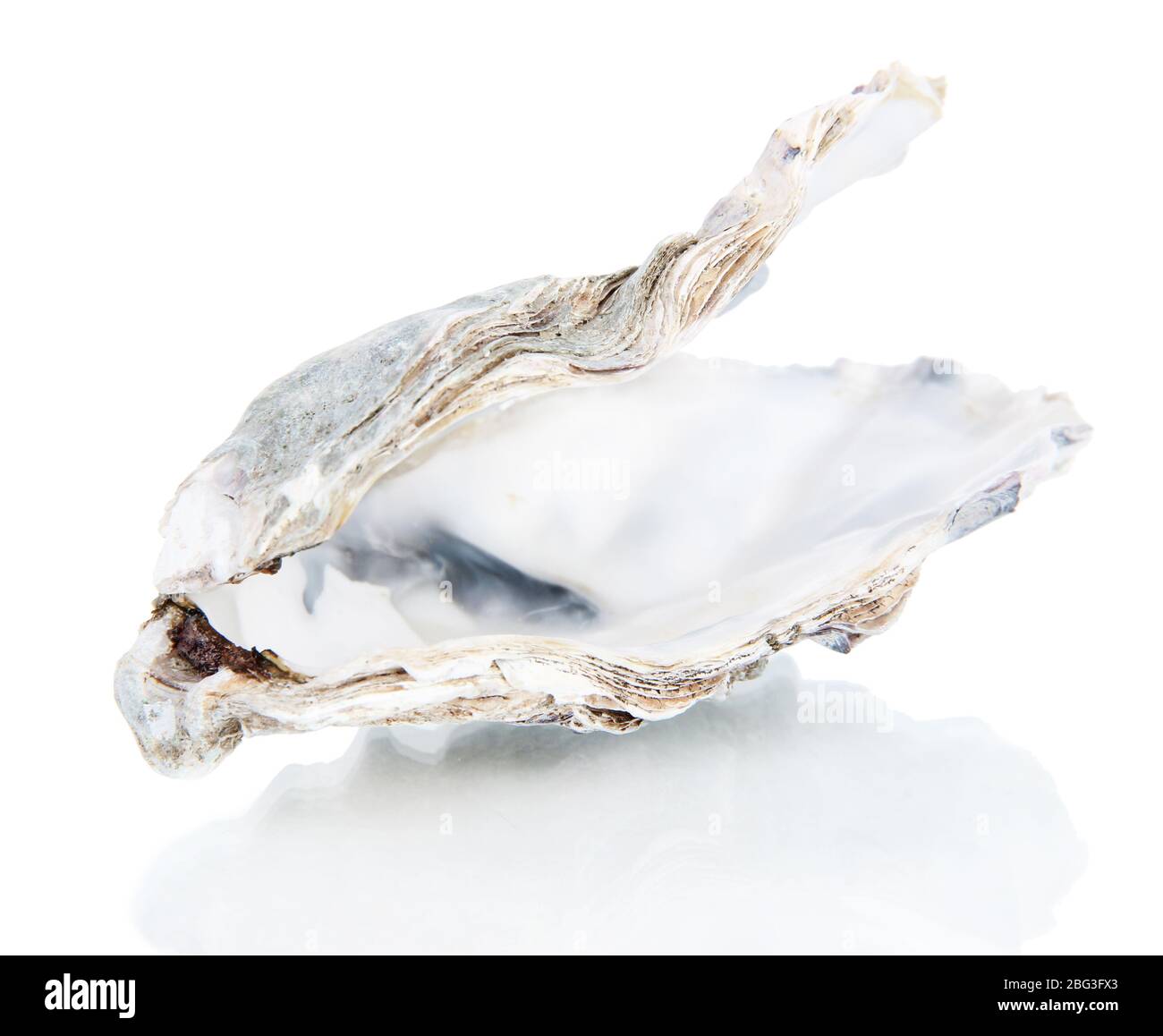 Open oyster isolated on white Stock Photo - Alamy