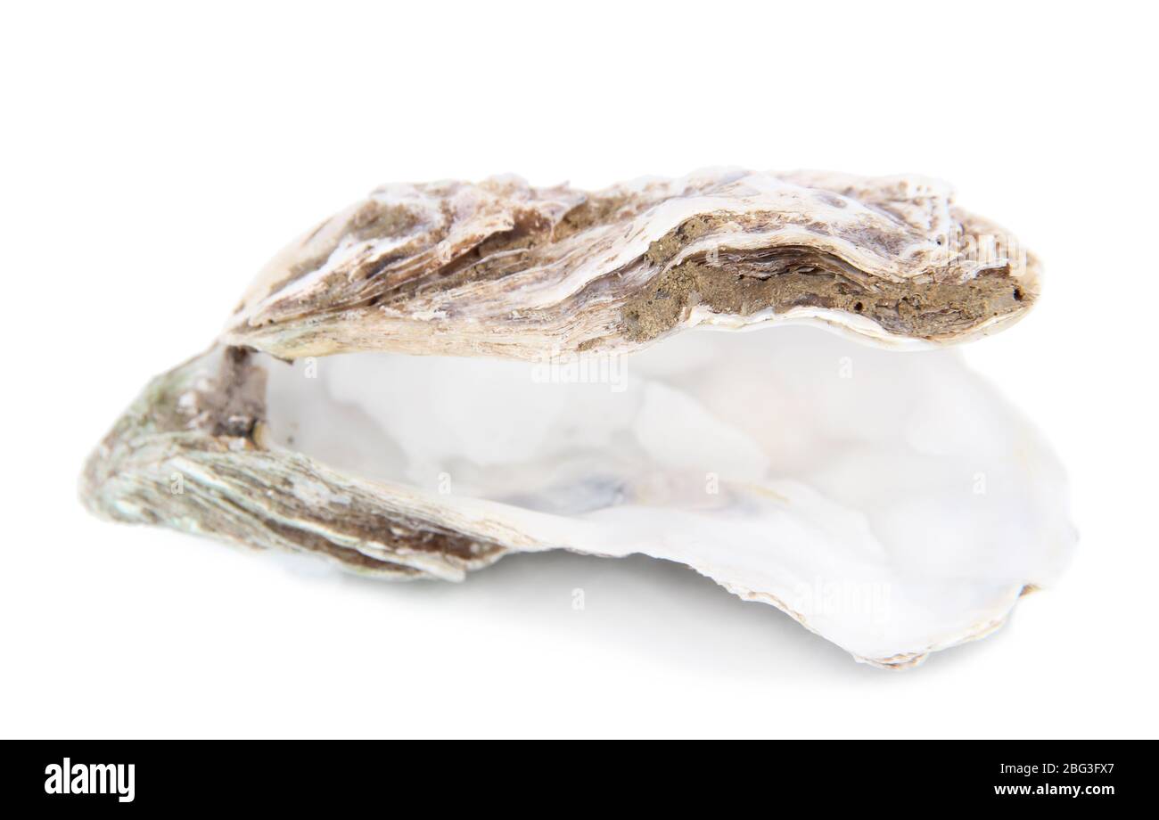 Open oyster isolated on white Stock Photo - Alamy
