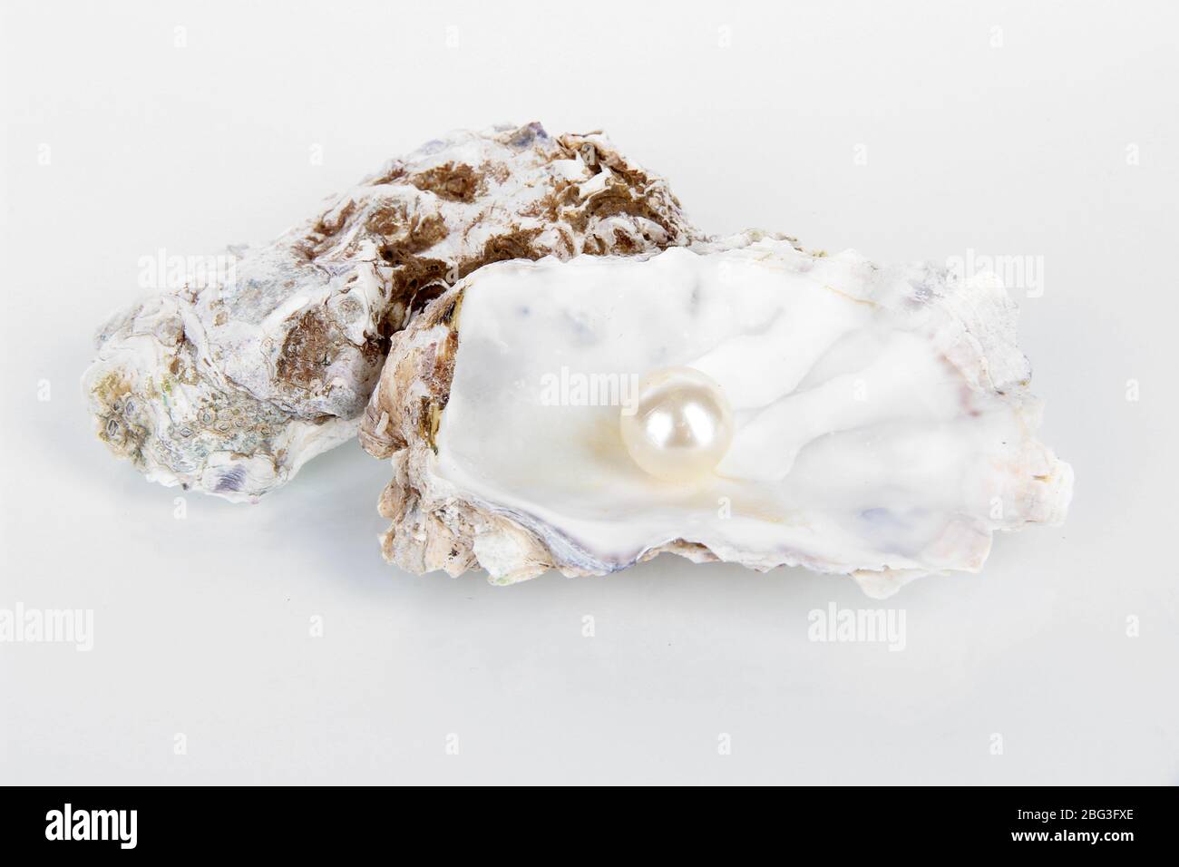 Open oyster with pearl isolated on white Stock Photo - Alamy