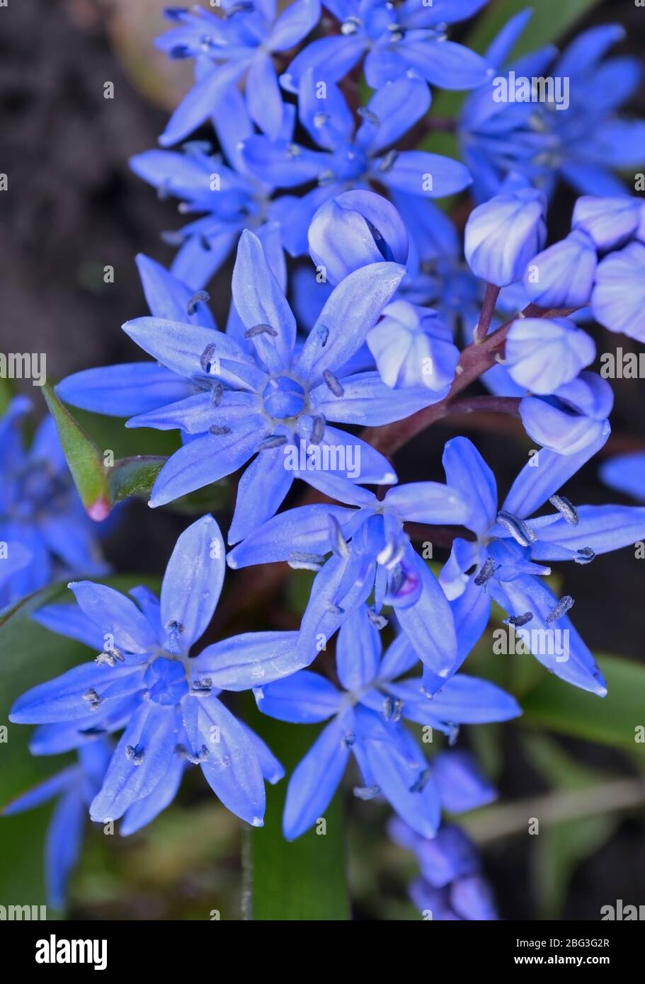 Blue spring flower Stock Photo - Alamy
