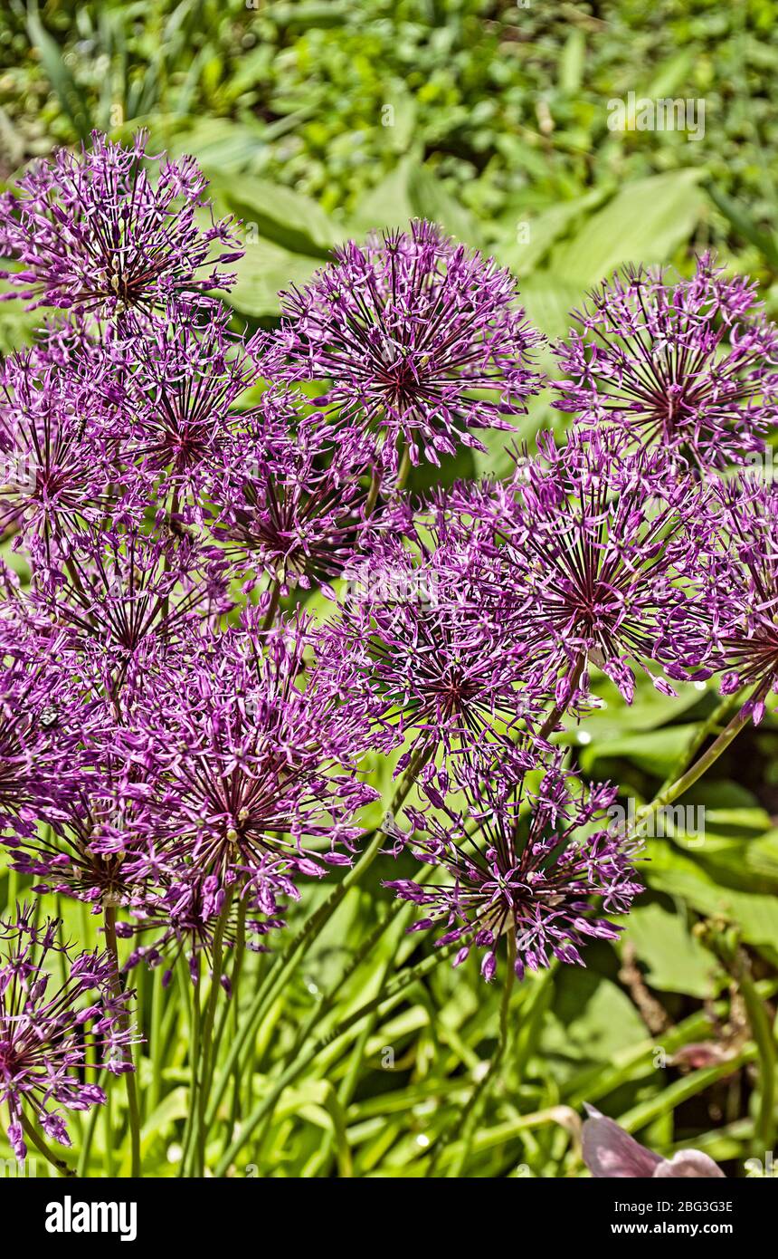 Ornamental onion. Allium Giganteum flowers in a flower bed Stock Photo ...