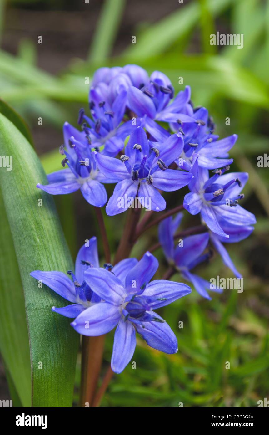 Alpine bouquet hi-res stock photography and images - Alamy