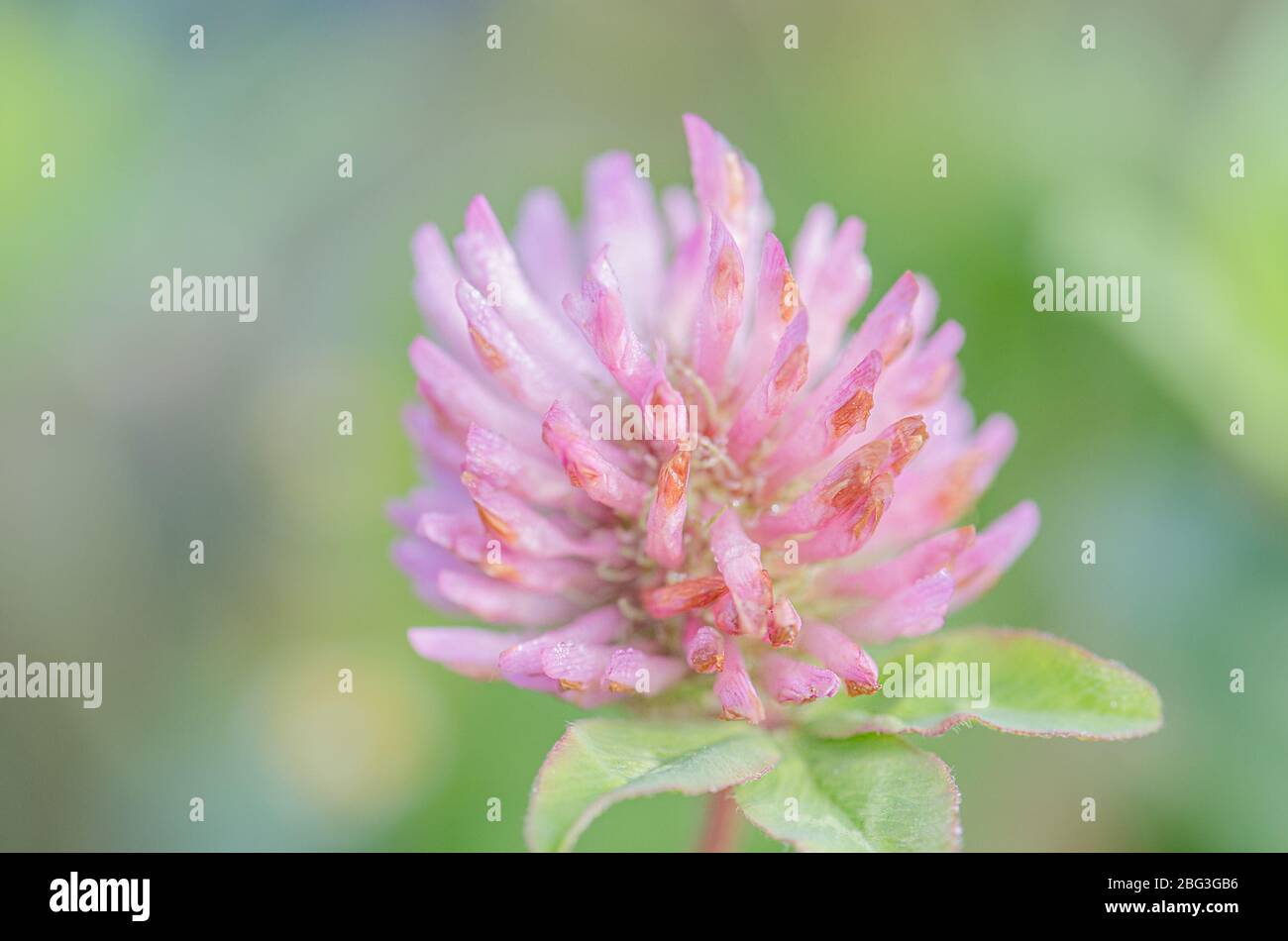 Magenta clover flower hi-res stock photography and images - Alamy