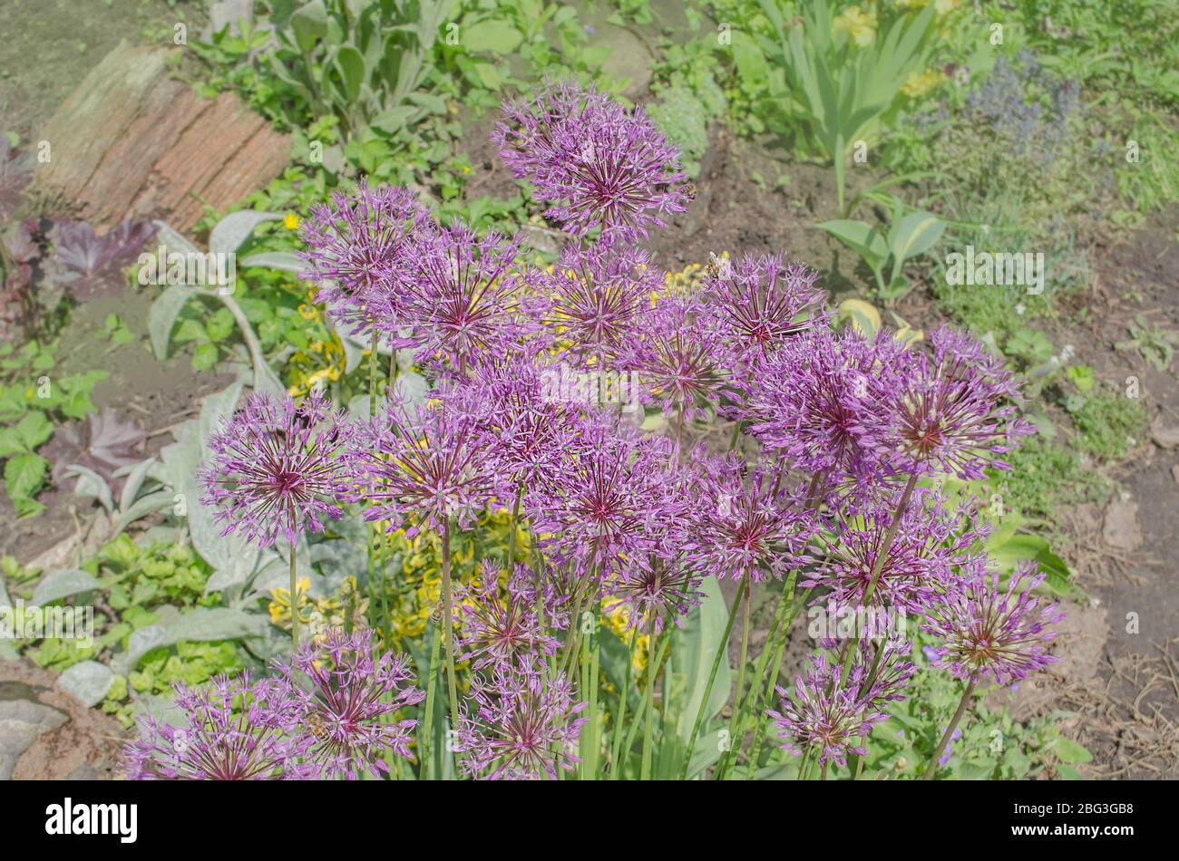 Field of Allium or ornamental onion plant Stock Photo - Alamy