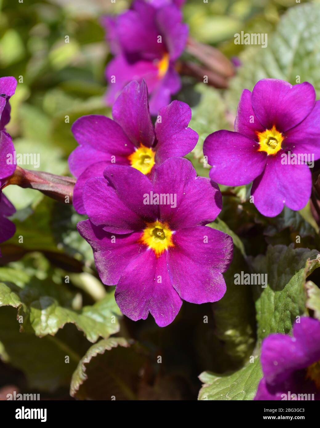 Garden colore hi-res stock photography and images - Alamy