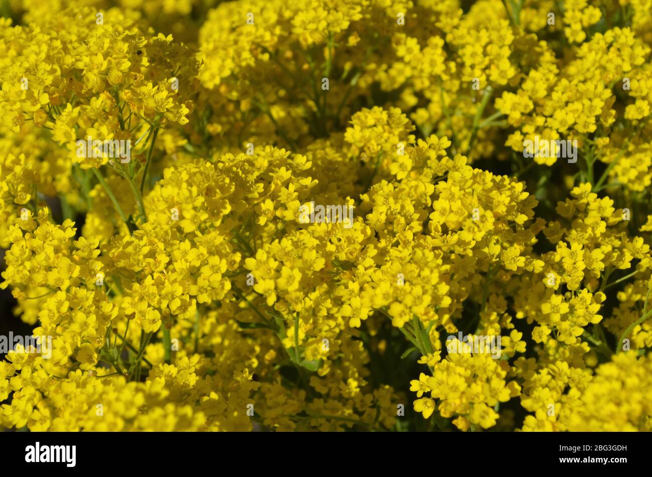 Golden Tuft Alyssum Stock Photos & Golden Tuft Alyssum Stock Images - Alamy